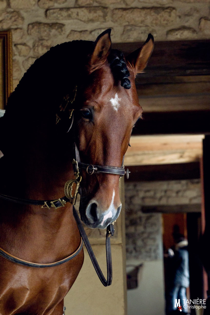 Tournage Mario Luraschi pour l'émission CAVAL'mag