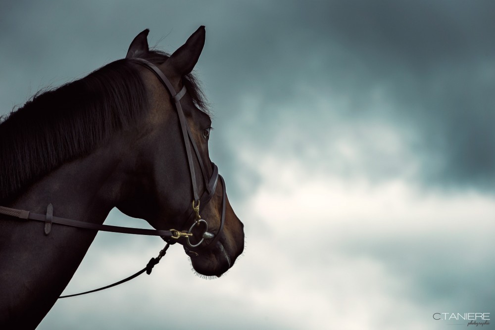 Jumping Chantilly 2015