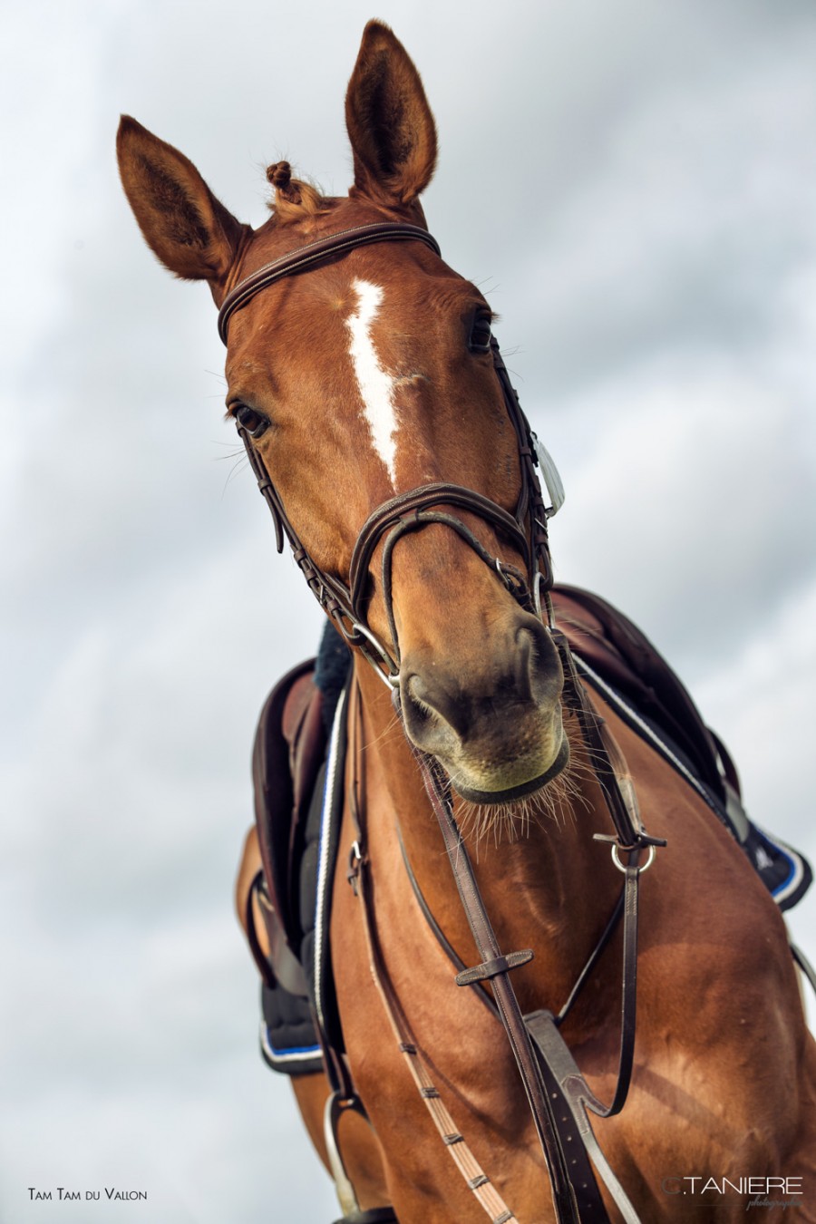 Jumping Chantilly 2015